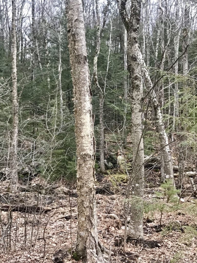 Tapping Birch Trees – Mission Exploration