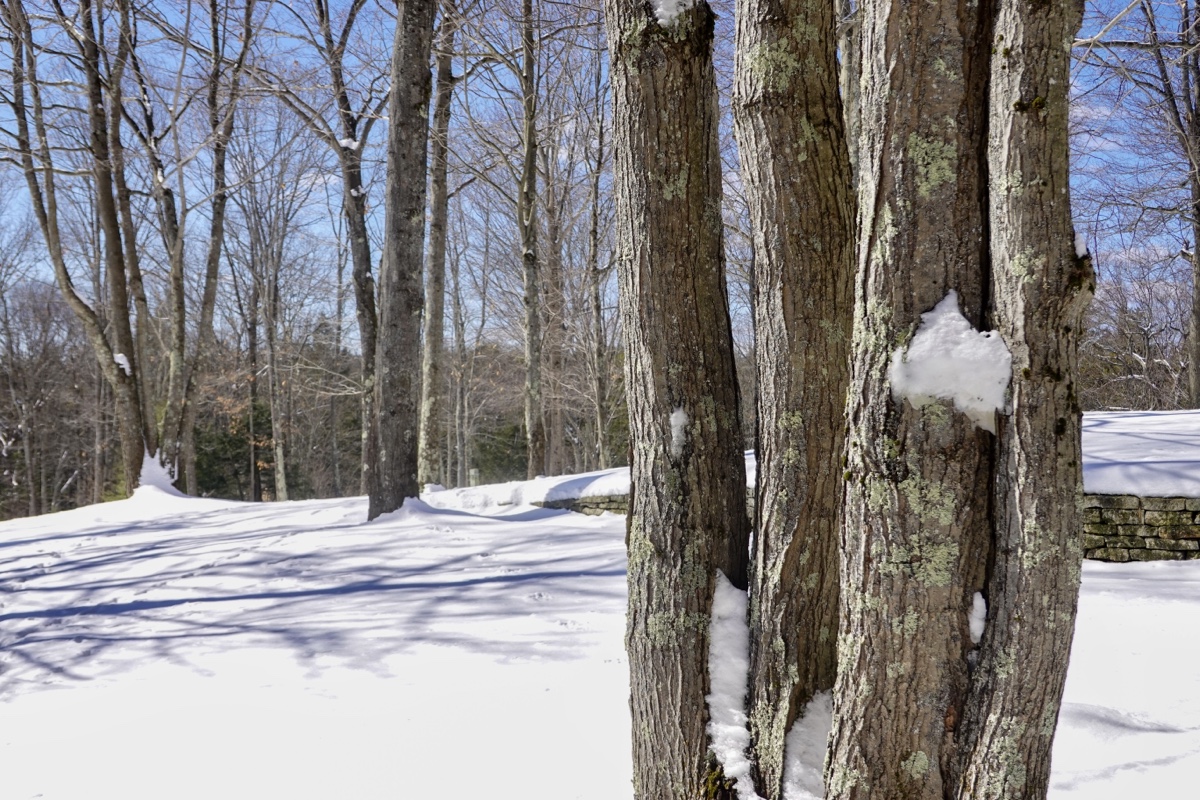 2021 Maple Tapping Season is Here! – Mission Exploration