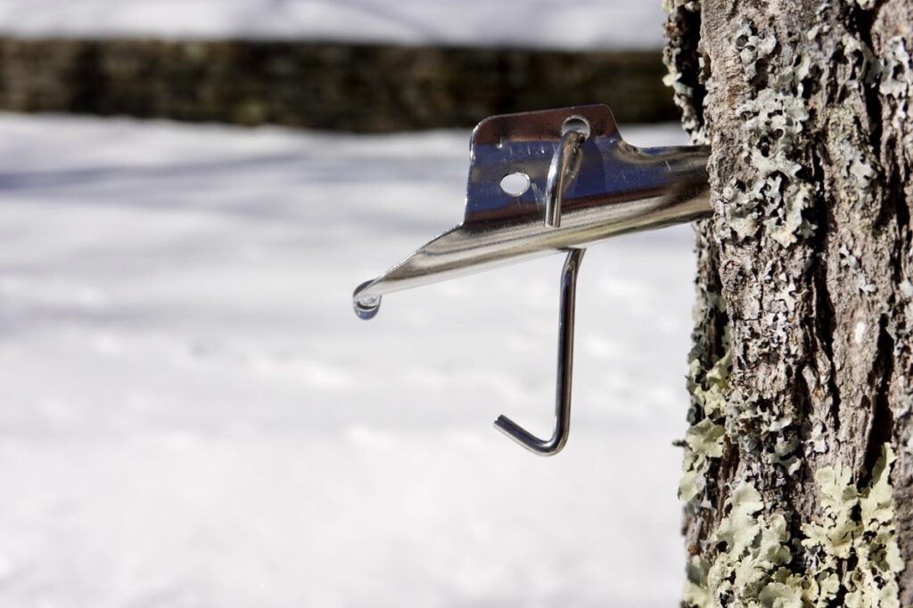 2021 Maple Tapping Season is Here! – Mission Exploration