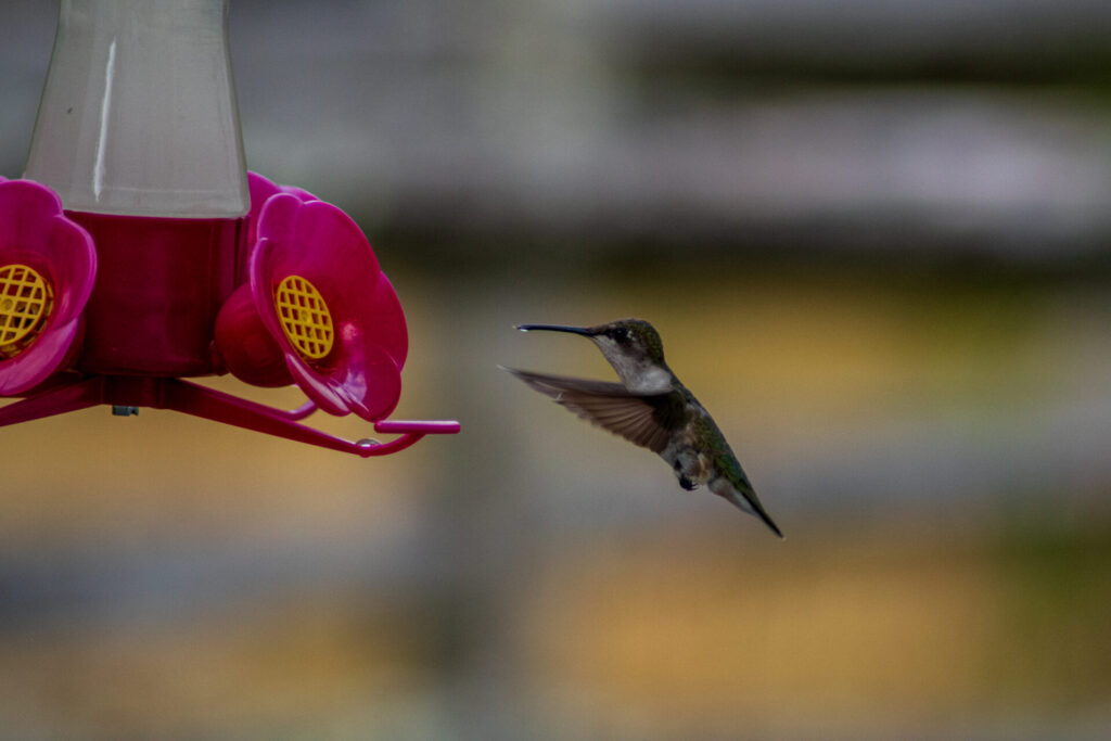 Capturing the Hummingbirds – Mission Exploration